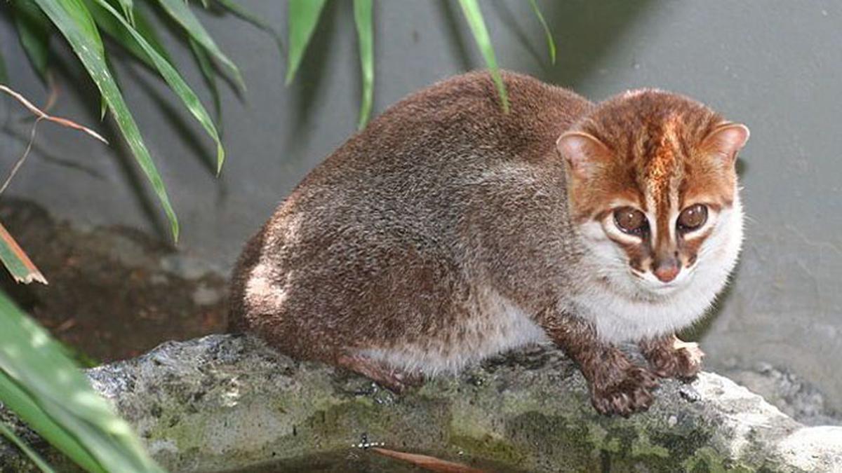 6 Jenis Kucing Indonesia Ini Terancam Punah