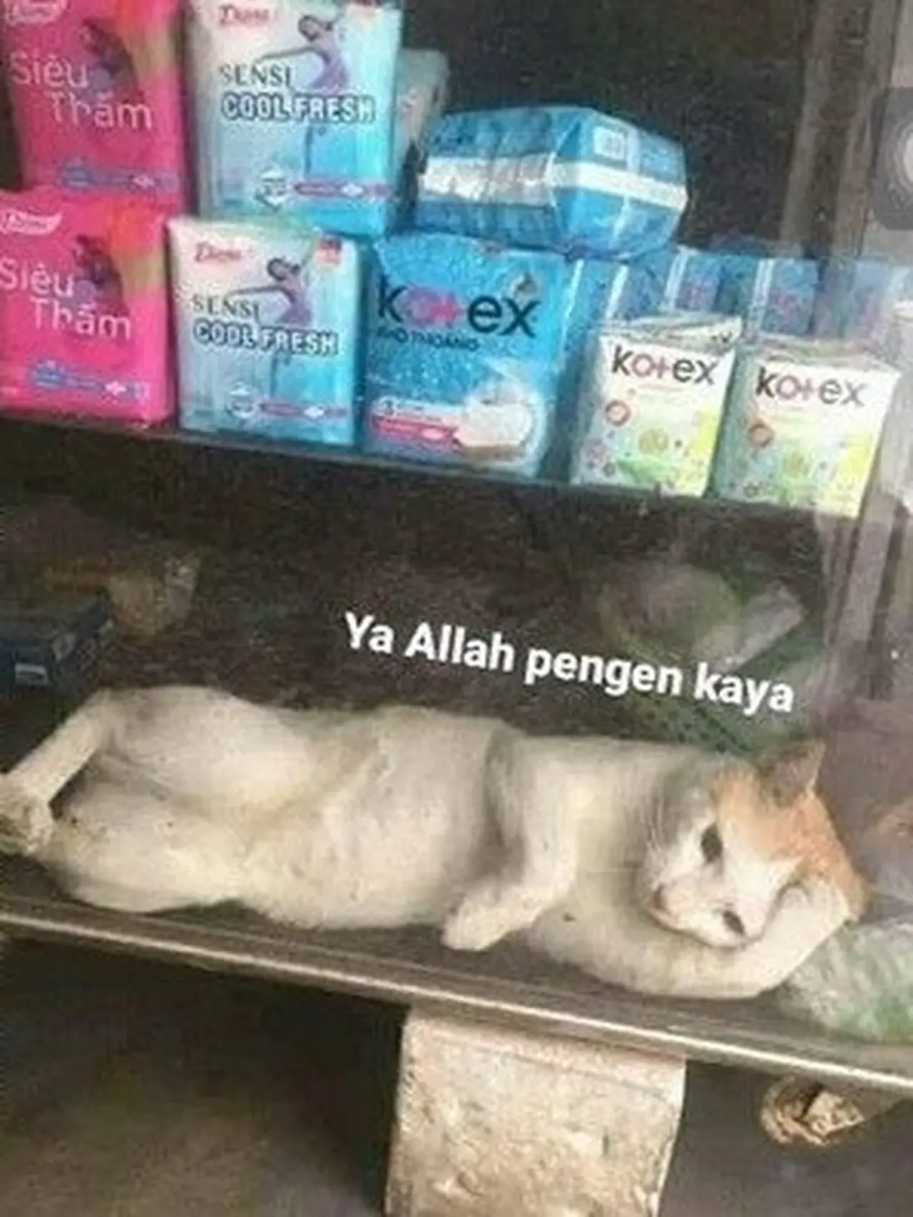 6 Meme Kucing Banyak Pikiran Ini Nyeleneh Banget, Kocak - Hot Liputan6.com