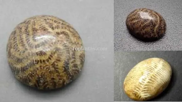 Besi Kursani hingga Taring Raja Babi, 5 Jimat Paling Dicari di ...
