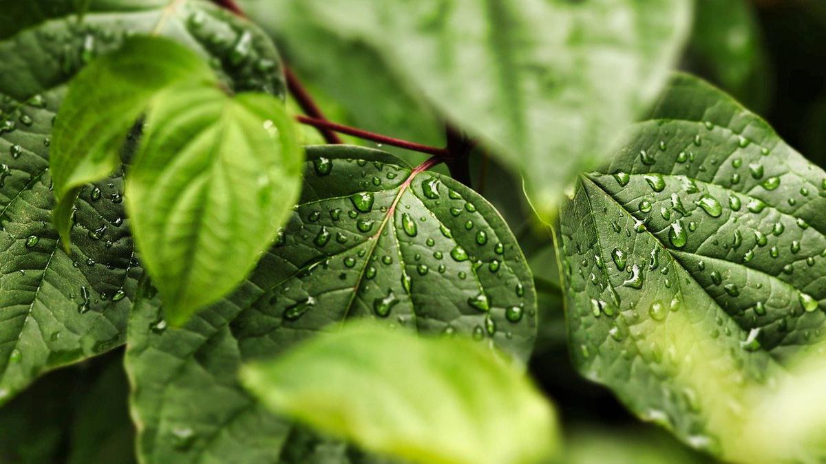 Mengembun adalah Perubahan Wujud dari Gas Menjadi Cair, Kenali ...