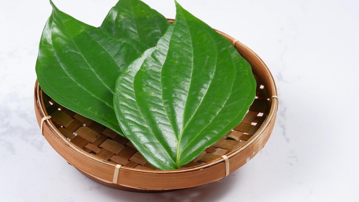 Aroma dan Rasanya Memang Aneh, Daun Sirih Disebut Bisa Tangkal ...