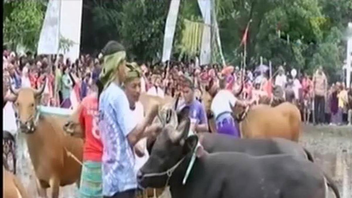 VIDEO: Tradisi Unik Malean Sapi di Lombok - TV Liputan6.com