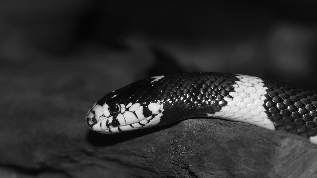 6 Perbedaan Ular Welang dan Weling, Kenali Habitat dan Cara Mencegahnya ...