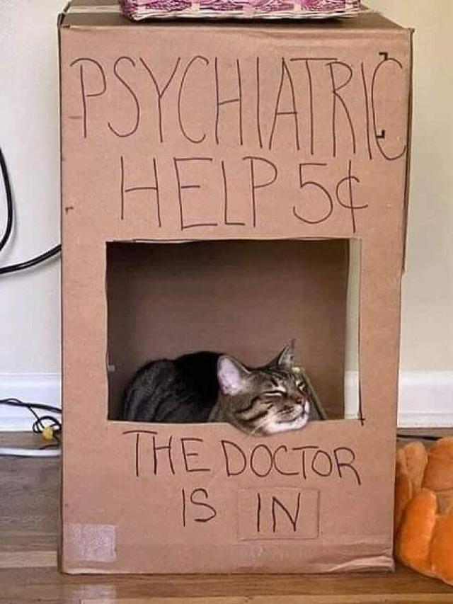 8 Tingkah Absurd Kucing Saat Rebahan Ini Bikin Geleng Kepala - Hot ...