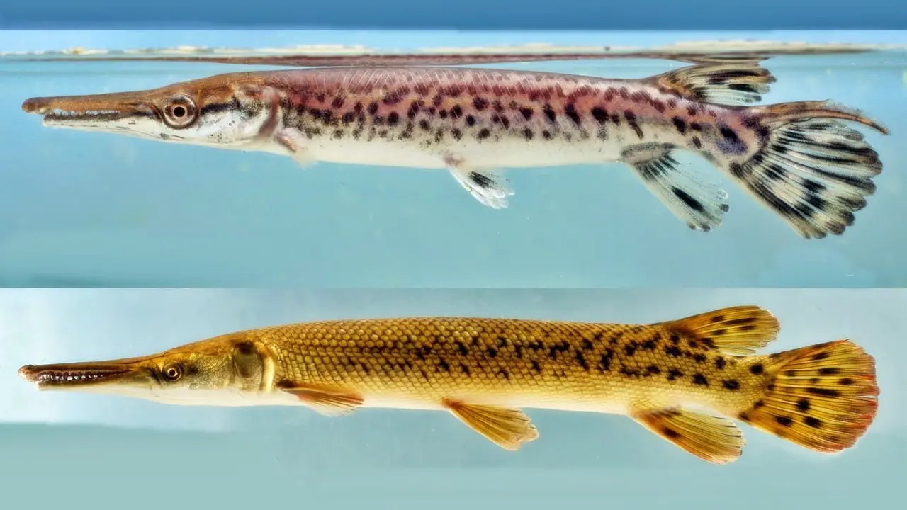 Ikan Aligator Gar, Si Predator Raksasa yang Dilarang Dipelihara di ...