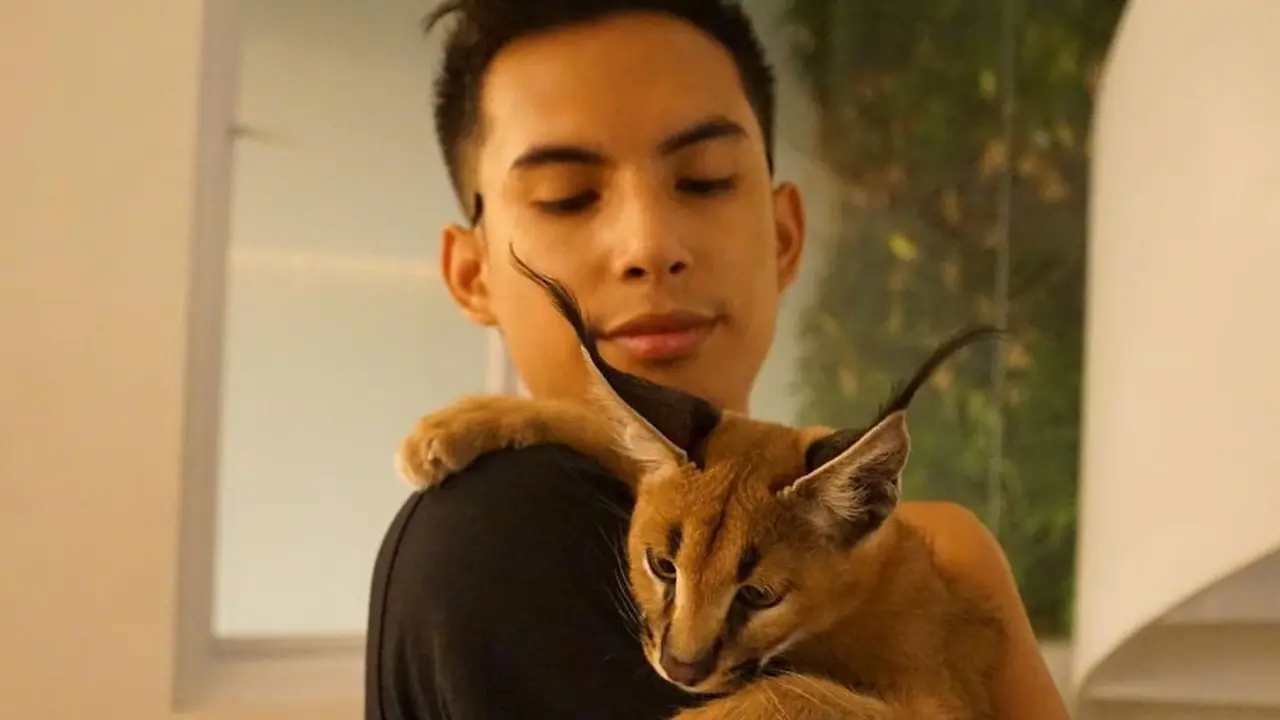 Mengenal Kucing Caracal, Hewan Eksotis yang Diduga Ditelantarkan Okin ...