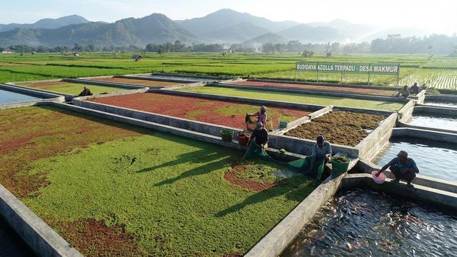 Panduan Budidaya Azolla untuk Alternatif Pakan Ikan, Tingkatkan Untung ...