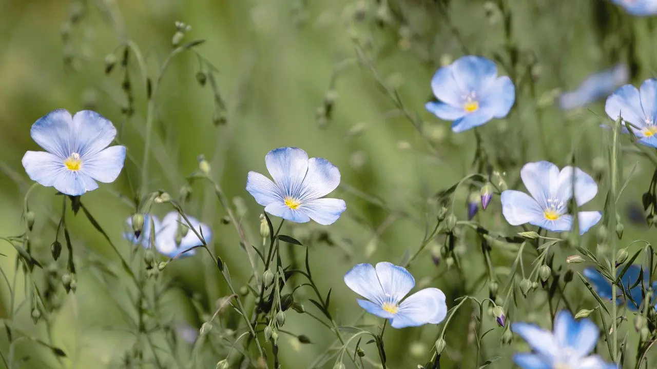 Alat Kelamin Betina pada Bunga adalah Putik, Ketahui Bagian dan ...