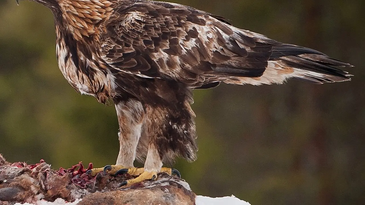 9 Elang Berukuran Besar yang Ada di Dunia - Citizen6 Liputan6.com