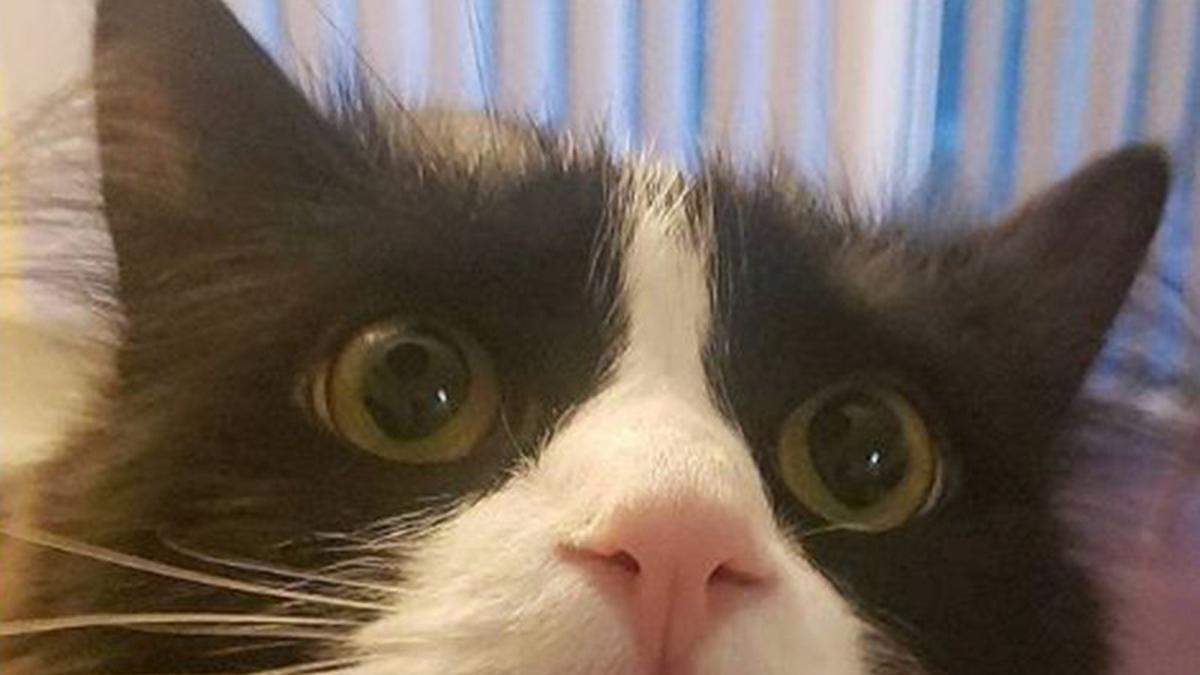 11 Ekspresi Kucing Super Lucu, dari Mengantuk Sampai Terkejut ...