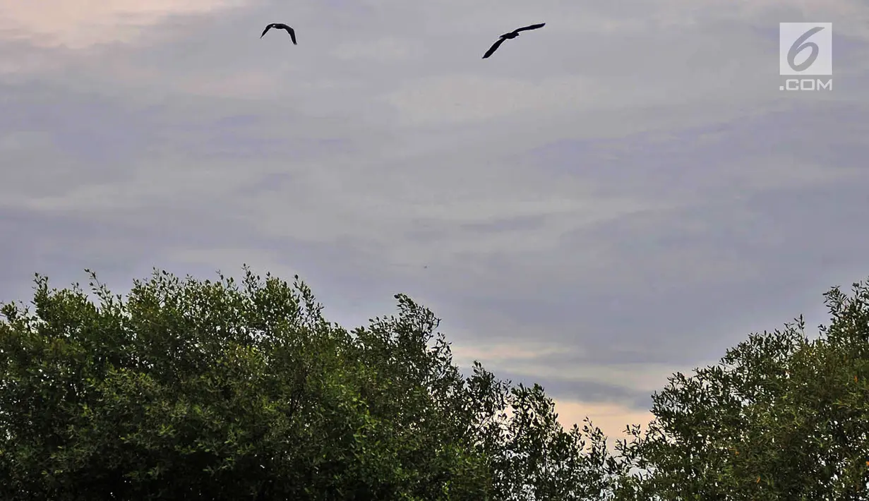 FOTO: Mengamati Kondisi Hutan Bakau di Pesisir Jakarta - Foto Liputan6.com