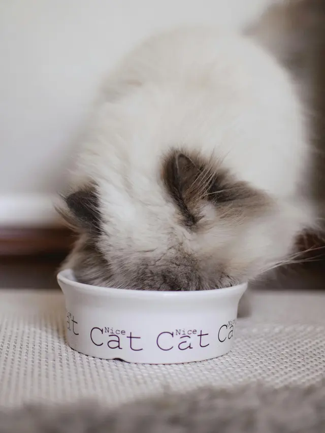 10 Rekomendasi Makanan Kucing Murah dan Berkualitas di 2025 - Hot ...