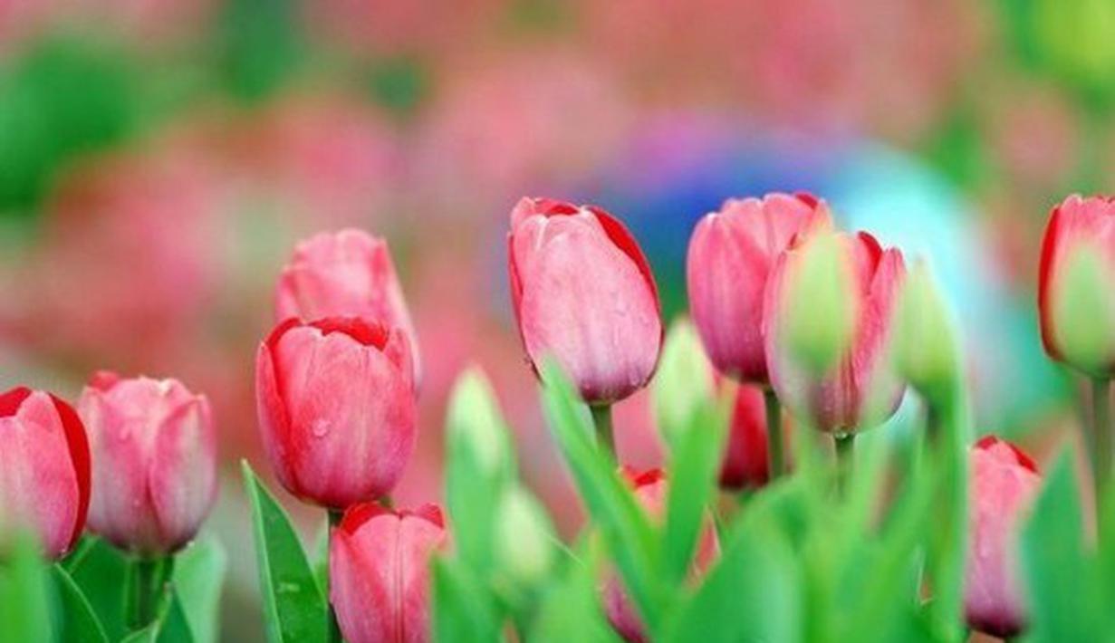 Ini Dia Bunga-Bunga Tercantik Di Dunia - Photo Fimela.com