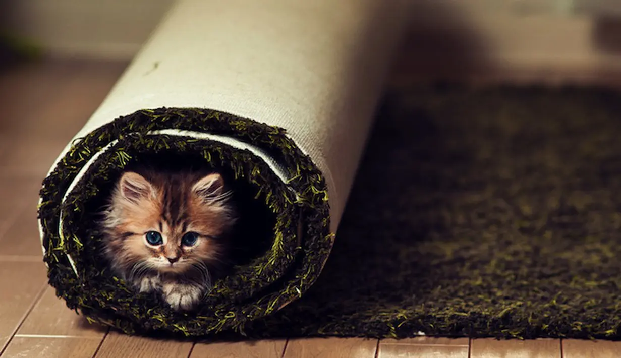 Foto Kucing Paling Lucu di Dunia