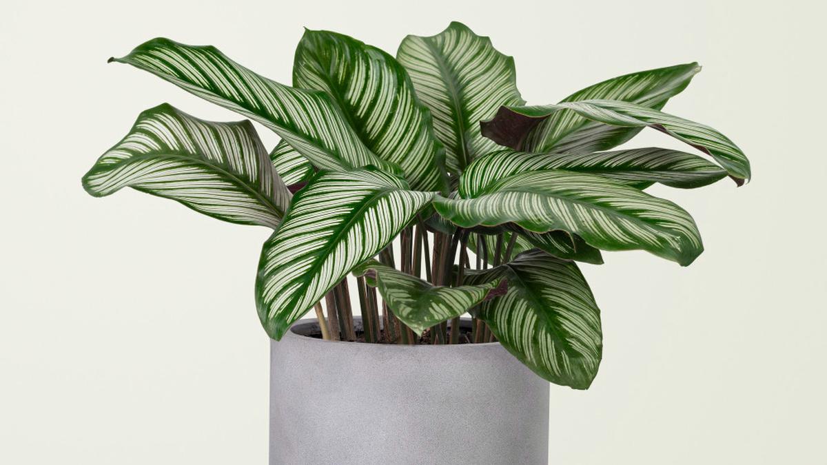 Arti Mitos Bunga Sri Rejeki yang Perlu Dipahami