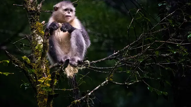 9 Spesies Monyet Paling Langka dan Unik, Ada yang Berwajah Putih ...