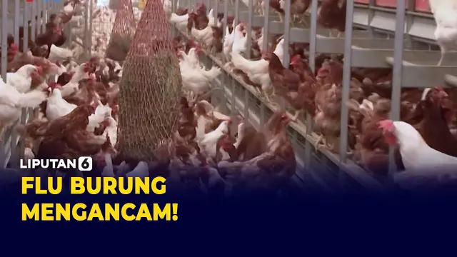 Flu Burung Clade Baru Sudah Masuk RI, Adakah Risiko Penularan Unggas ke Manusia? - Health ...