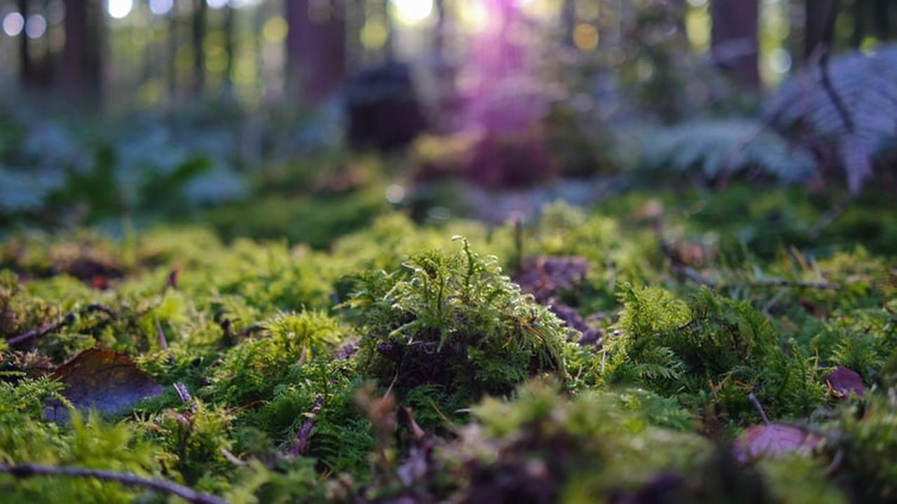 6 Fakta Menarik Gunung Lumut di Kalimantan Timur, Surga Lumut Dunia ...