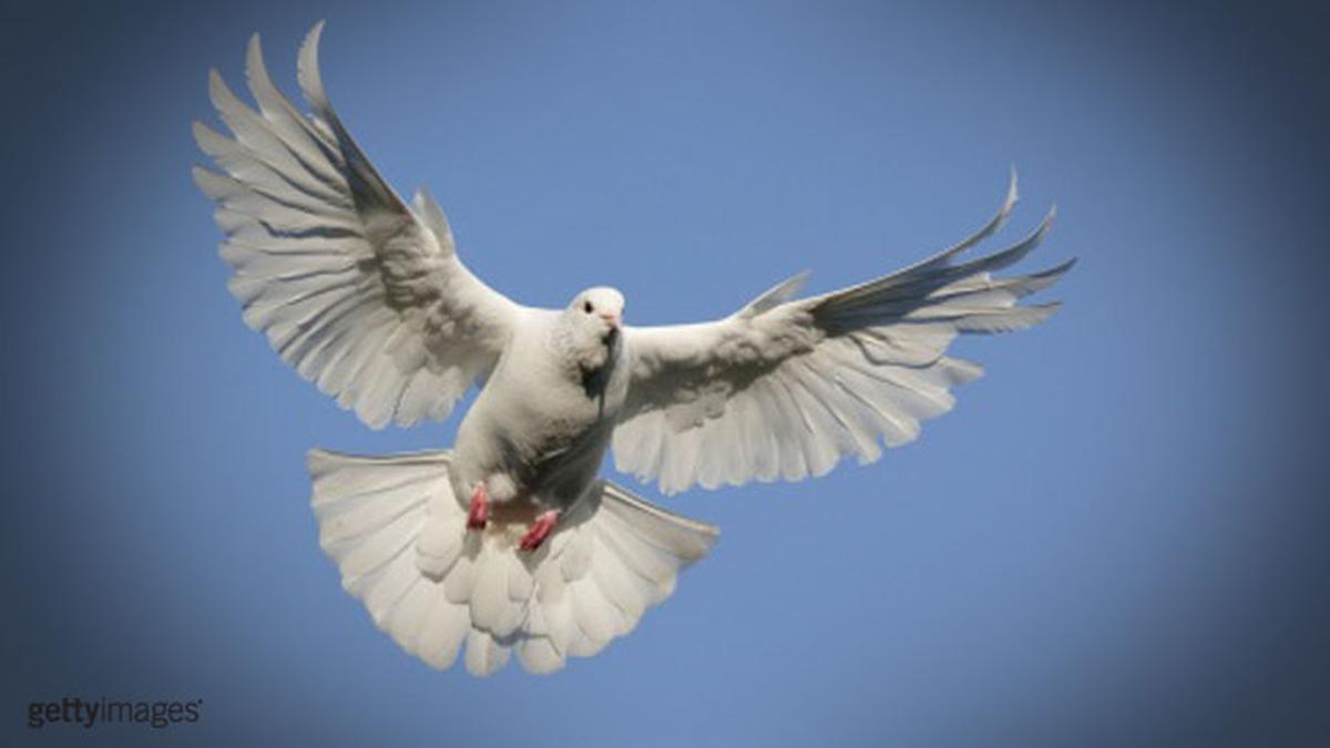 Misteri 'Segitiga Bermuda' Merpati Terkuak - Global Liputan6.com