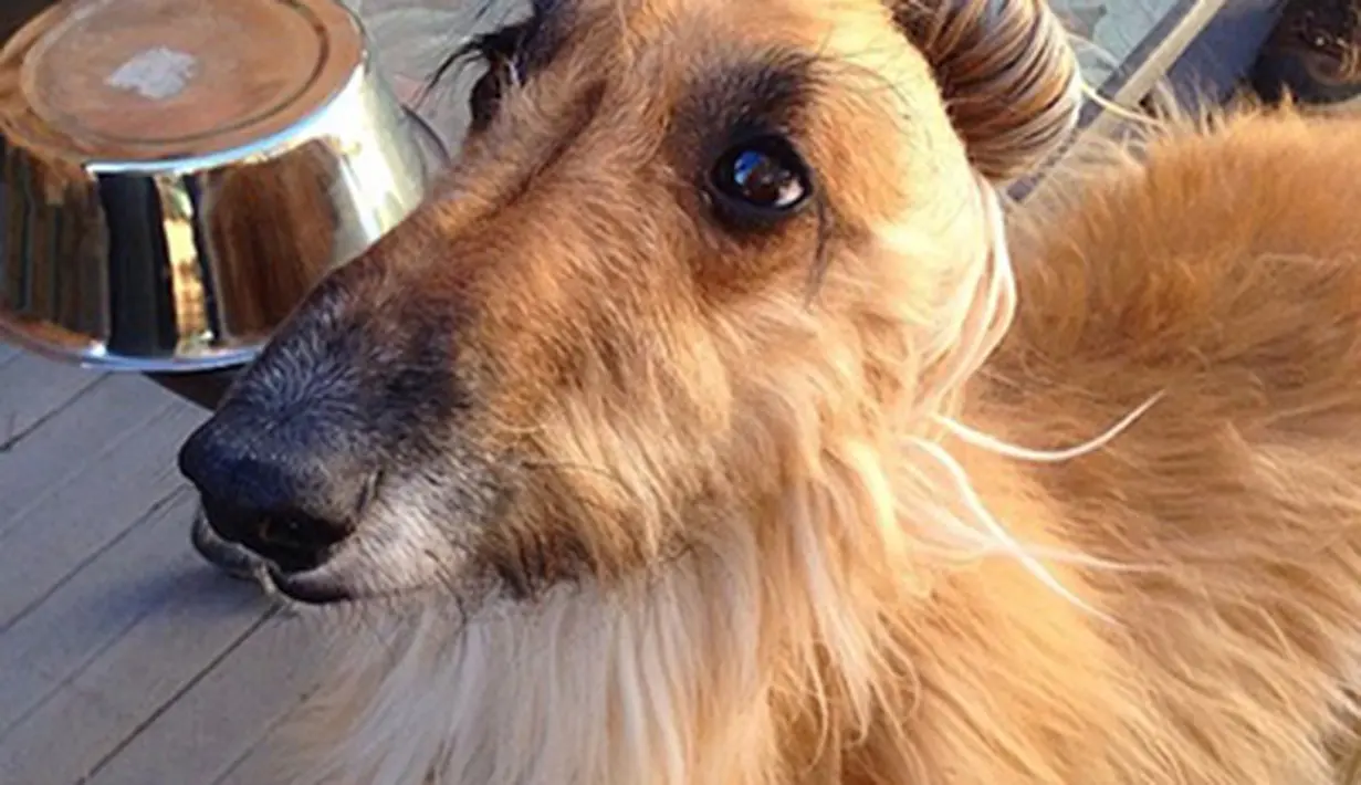 Gaya Rambut Anjing Super Trendi Bikin Ia Tambah Cute Dan Mengagumkan