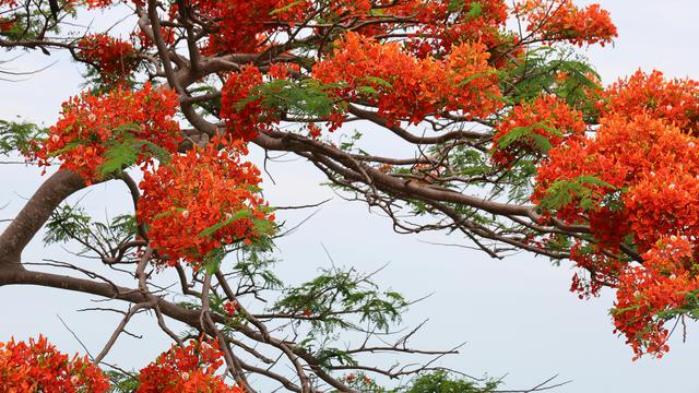 10 Jenis Pohon yang Bunganya Bisa Dikonsumsi, Bahan Pangan Sehat dari ...