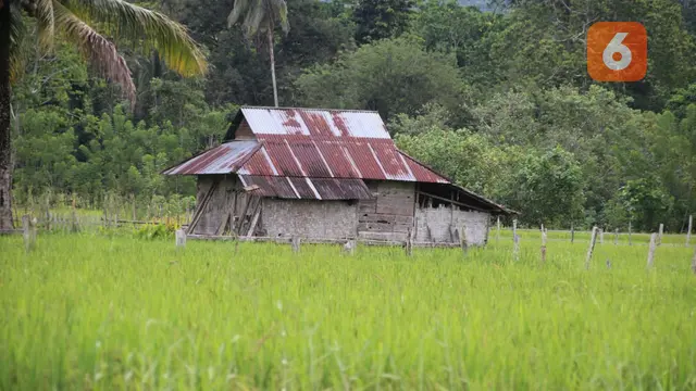 Alami, Padi Organik Pinogu Tak Kenal Bantuan Benih dan Pupuk Kimia ...