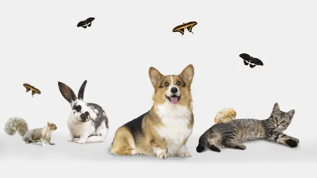 4 Oktober Diperingati Hari Hewan Sedunia, Berikut Sejarahnya - Regional ...