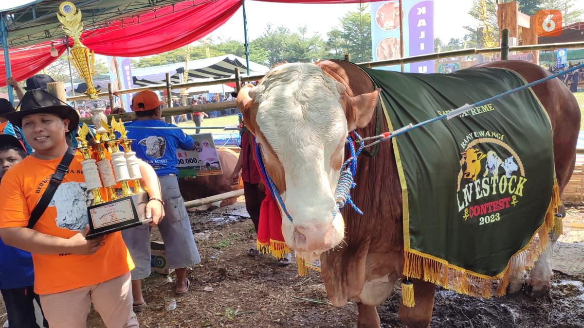Sapi Simental 1,1 Ton Jadi Pemenang Banyuwangi Livestock Contest ...