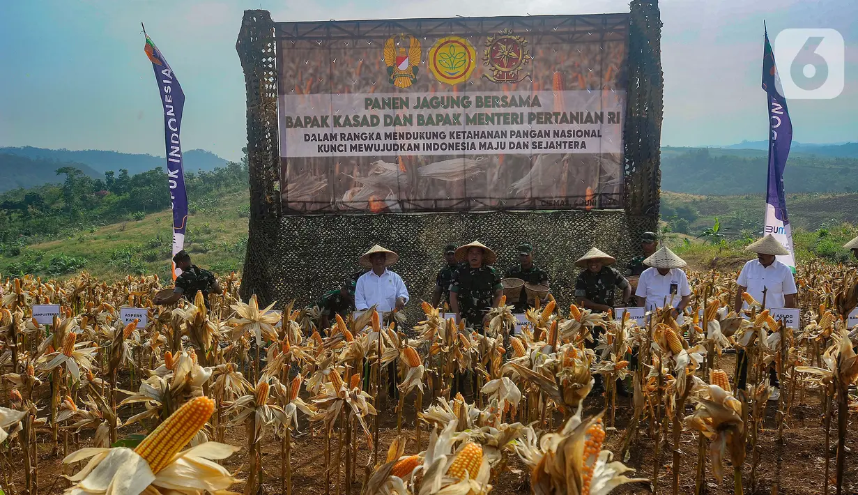 Kasad Maruli Simanjuntak dan Mentan Amran Sulaiman Panen Jagung di Food Estate Sukabumi - Foto ...