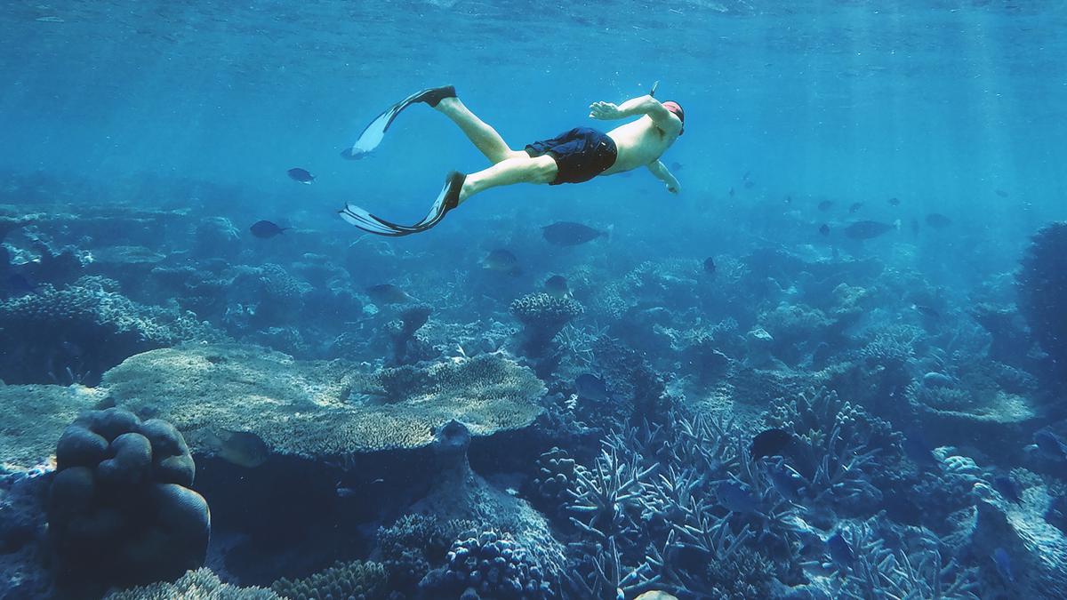 Kisah Penyelam di AS Bersahabat dengan Hiu Selama 23 Tahun, Berawal ...