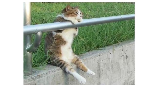 7 Potret Kucing saat Berpose Duduk Ini Bikin Geleng Kepala - Hot ...