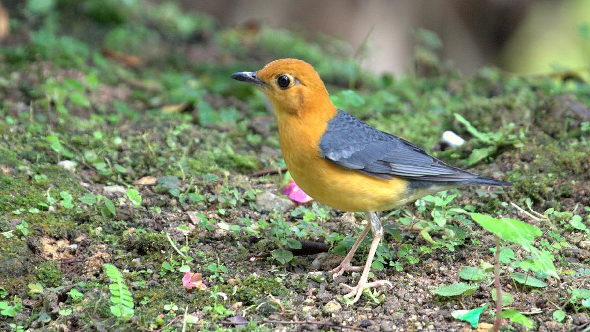 Anis Merah, Semakin Teler Semakin Mahal