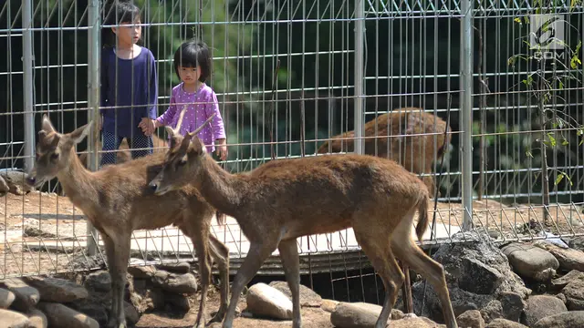 10 Tempat Wisata di Bogor Puncak untuk Belajar Flora dan Fauna, Wajib ...