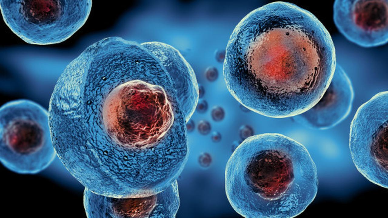 Eukariotik Adalah Organisme Sel, Simak Karakteristik, Perbedaan dan ...