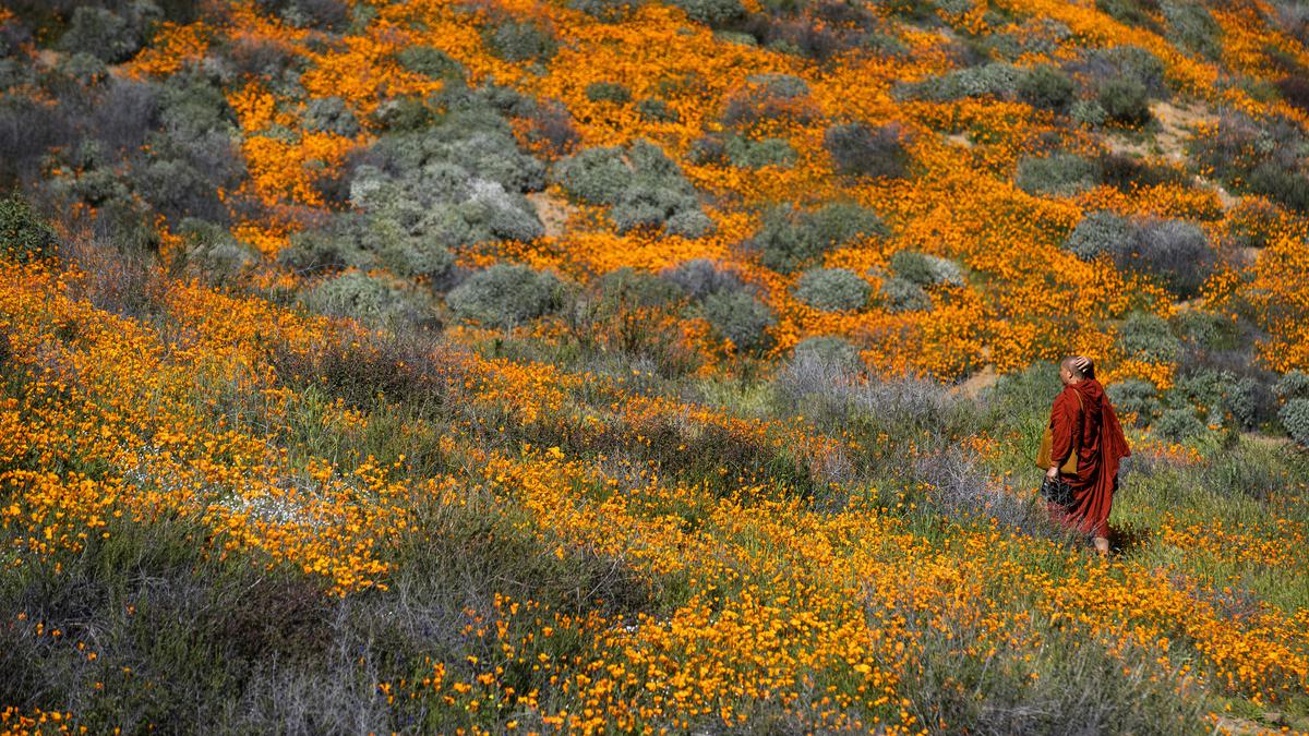 FOTO: Keindahan Bunga Poppy Liar yang Mekar di California - Foto ...