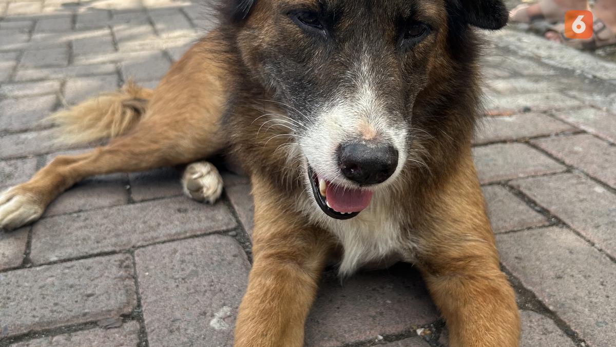 Kisah Anjing Kimchi, 'Si Ganteng' yang Setia Menemani Nelayan Bali ...