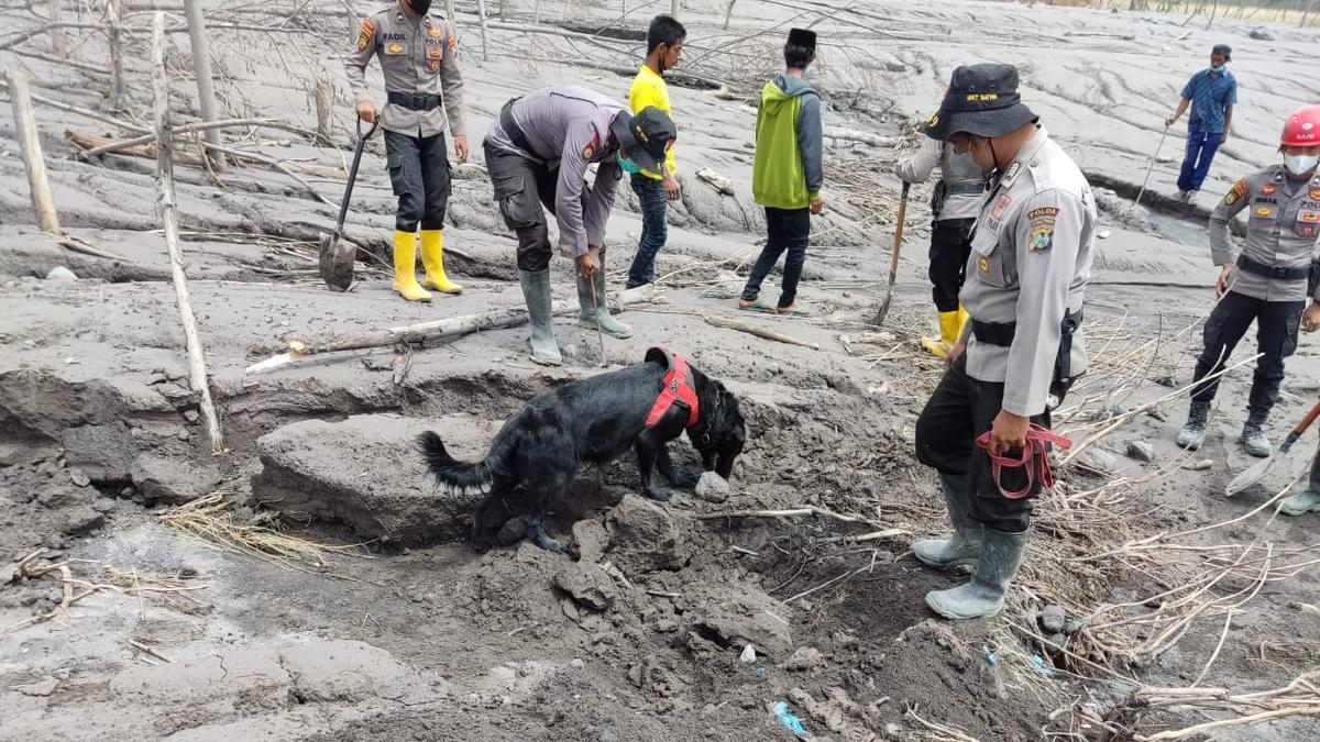 Operasi Pencarian Korban Awan Panas Erupsi Gunung Semeru Ditutup News