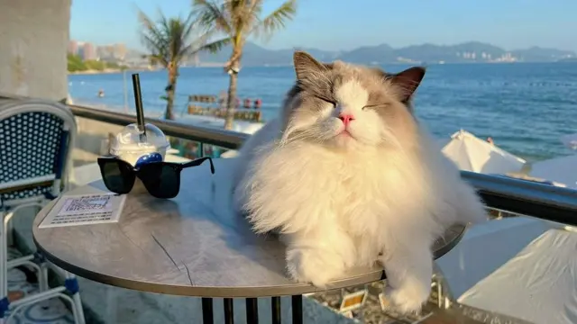 6 Potret Kucing Saat Berada di Pantai, Healing-Healing Lucu - Hot ...