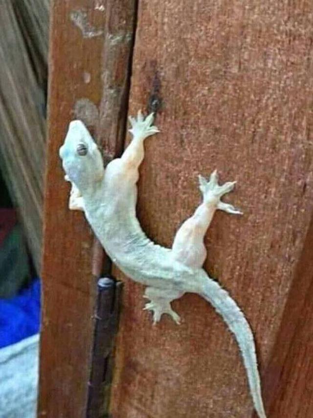 8 Penampakan Absurd Cicak di Dinding Ini Bikin Merinding