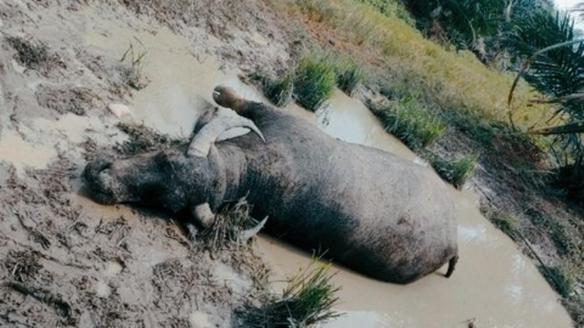 Nestapa Peternak di Kuansing karena Ulah Sapi Ngorok, Harga Kerbau ...