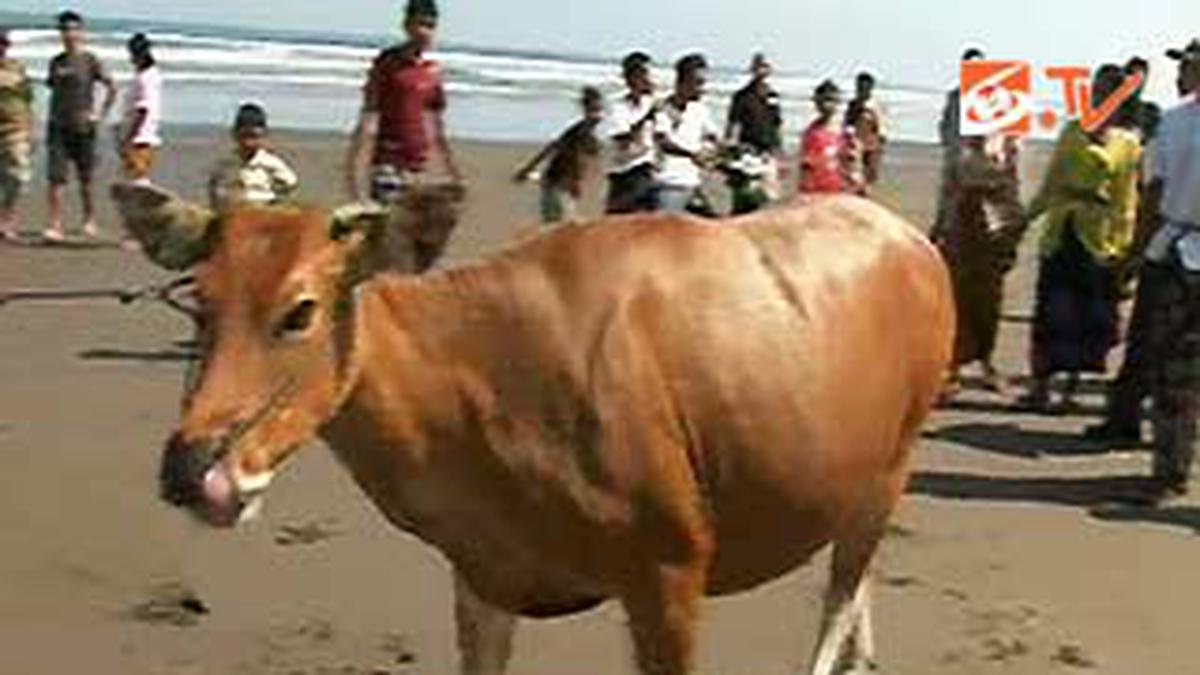 Sudah Lima Kasus Manusia Setubuhi Hewan News Liputan6 Com