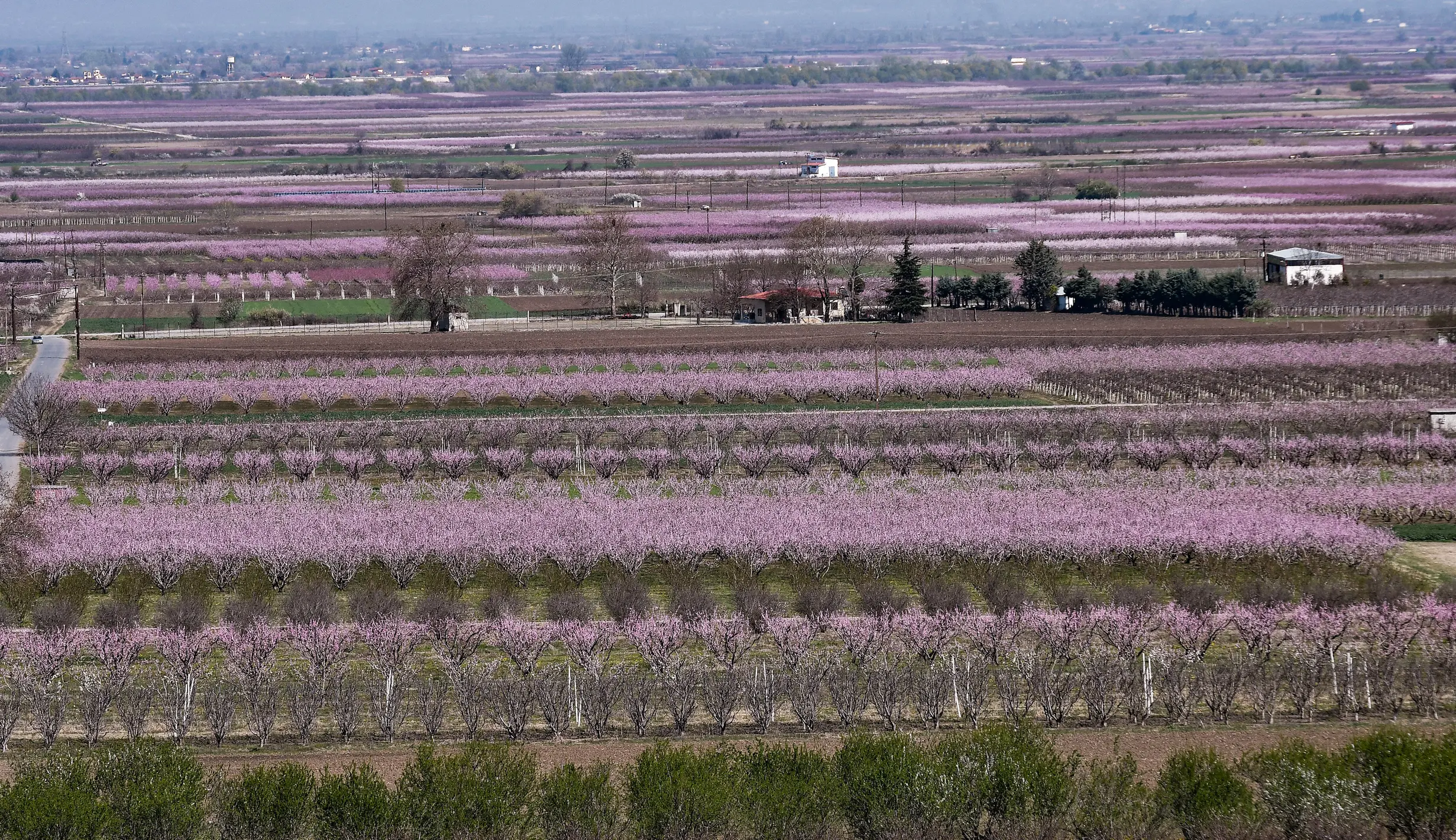 FOTO: Musim Mekar Bunga Persik Sulap Desa di Yunani Jadi Lautan Pink ...