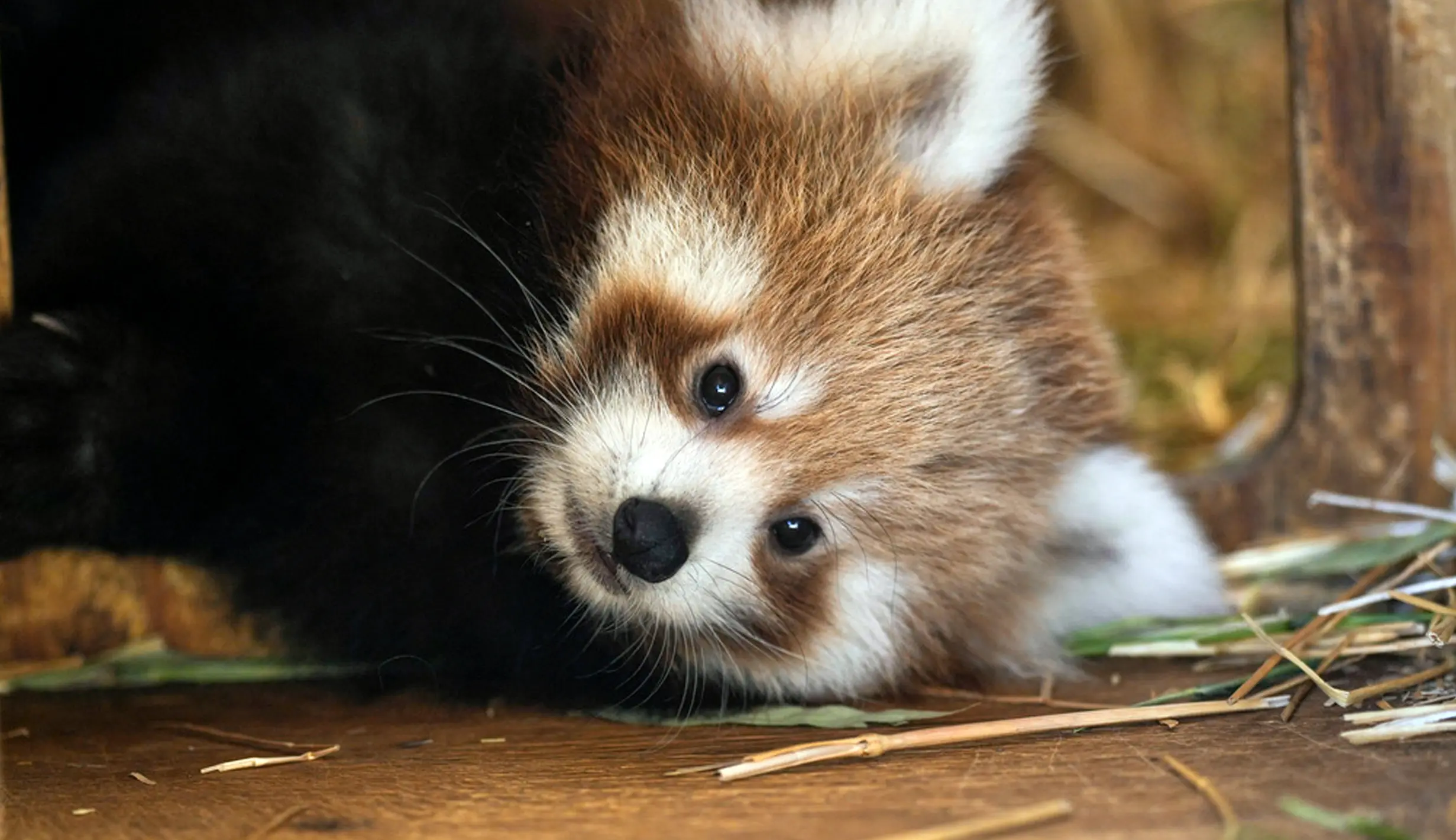 Lahirnya Bayi Panda Merah yang Langka di Attica Zoological Park Yunani ...
