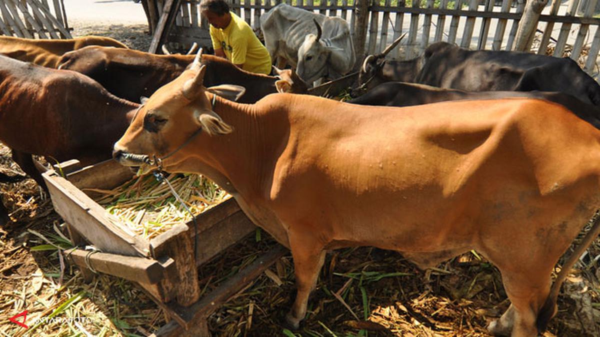 Pedagang Sapi Harus Sertakan Surat Keterangan Sehat Hewan - Health ...