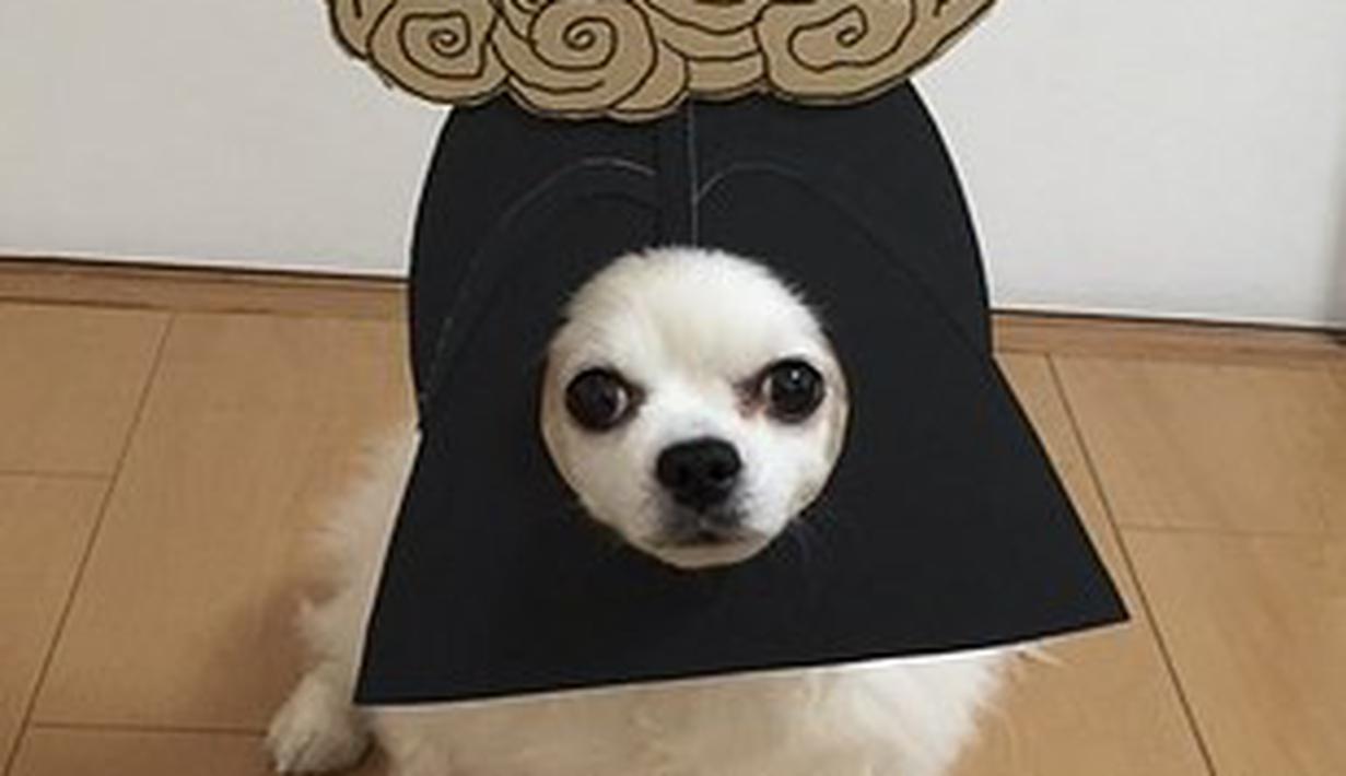 Terlihat Bahagia, Anjing Ini Dibuatkan Beragam Topeng Kardus Lucu ...