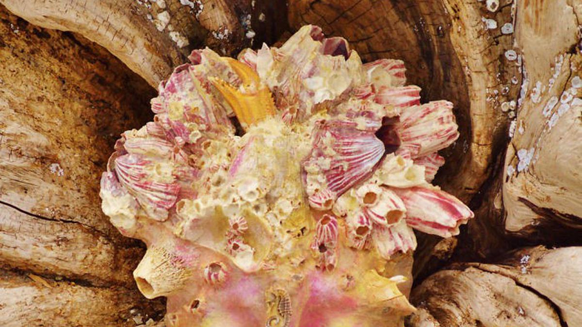 Kayu Lapuk Dapat Menjadi Karya yang Indah Di Tangan Wanita Ini ...