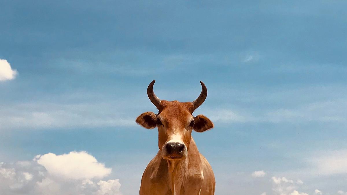 9 Arti Mimpi Sapi yang Penuh Makna untuk Masa Depan