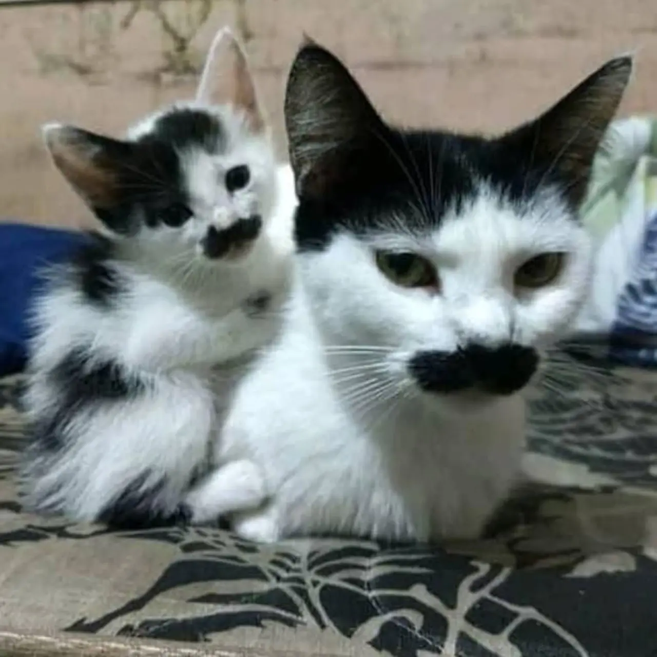 6 Potret Ibu Kucing dan Anaknya Punya Corak Tubuh Sama, Momen Langka ...