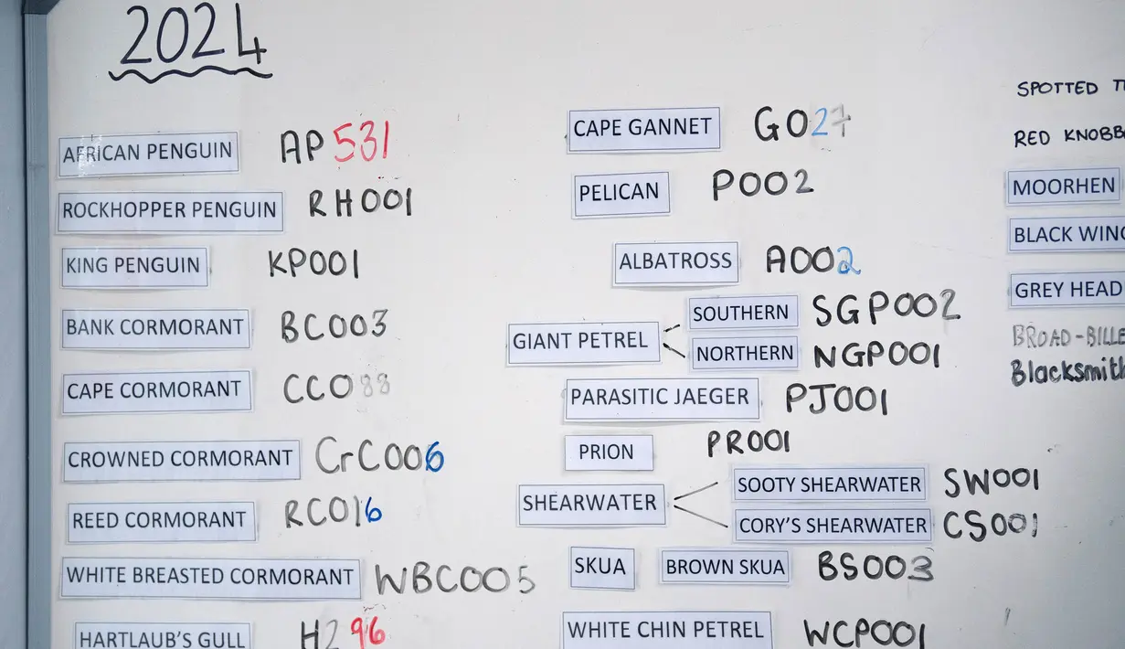 Misi Penyelamatan Penguin Afrika dari Kepunahan - Foto Liputan6.com