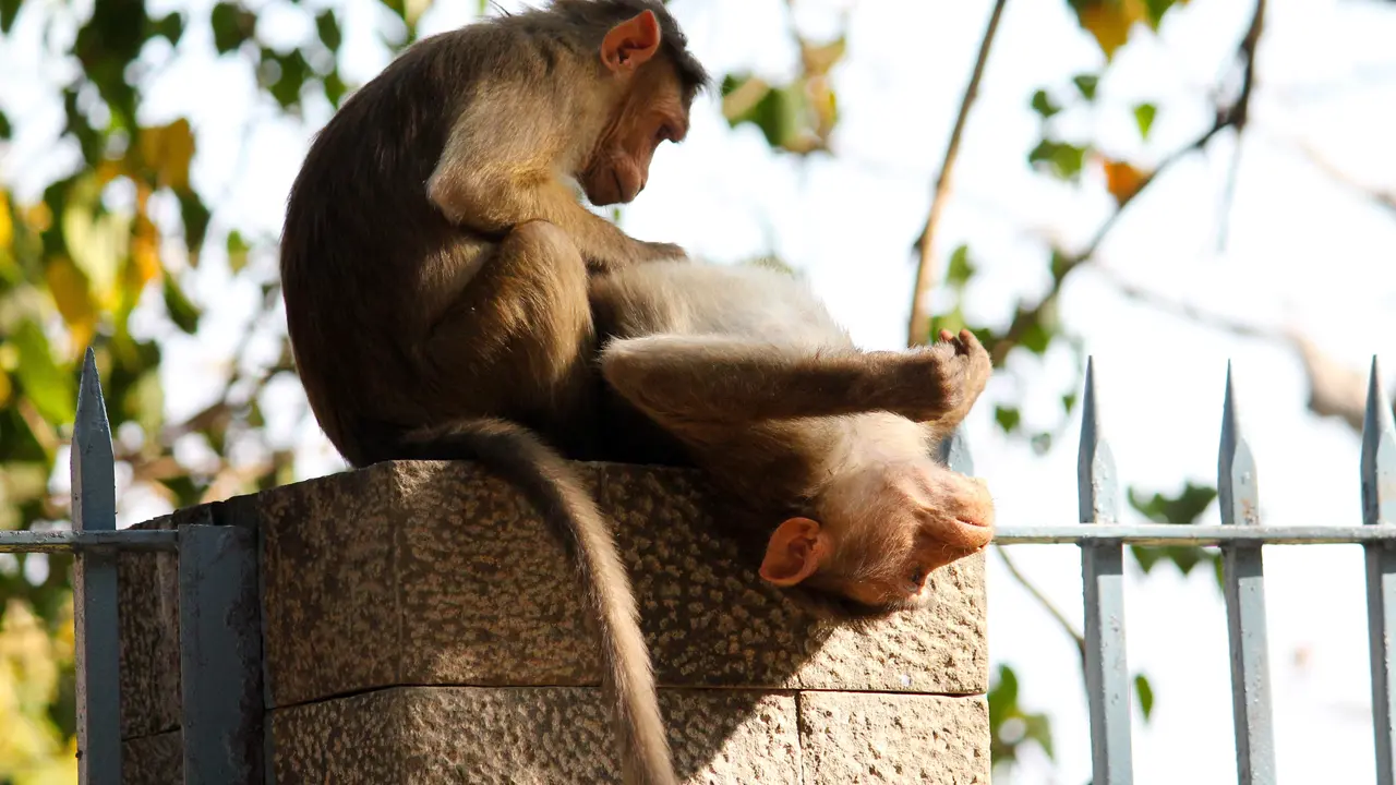 Fauna adalah Hewan dan Kehidupannya, Ketahui Persebarannya - Hot ...